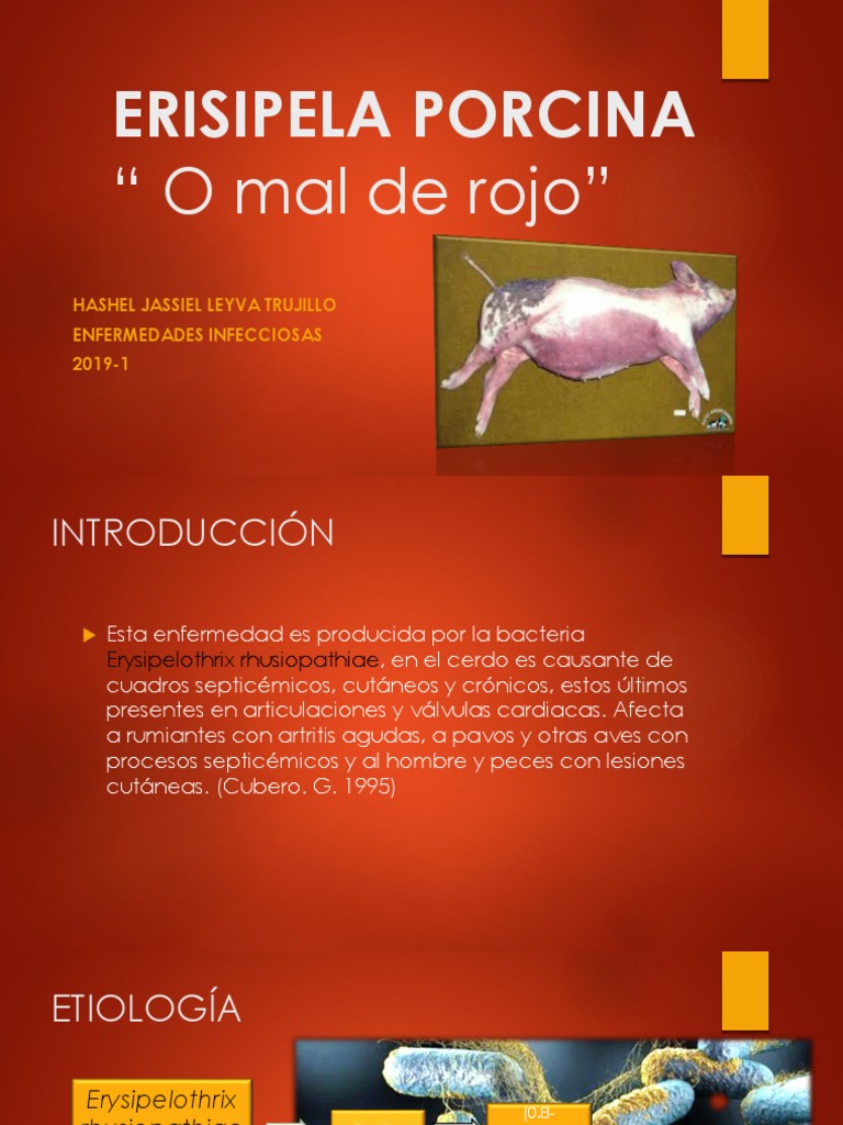 Erisipela Porcina | Descargar gratis PDF | Penicilina | Enfermedades y ... Erisipela Porcina | Descargar gratis PDF | Penicilina | Enfermedades y ...