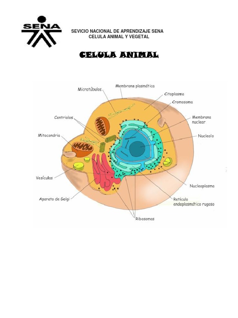 Citoesqueleto En Una Célula Animal Estructura De La Celula | PDF