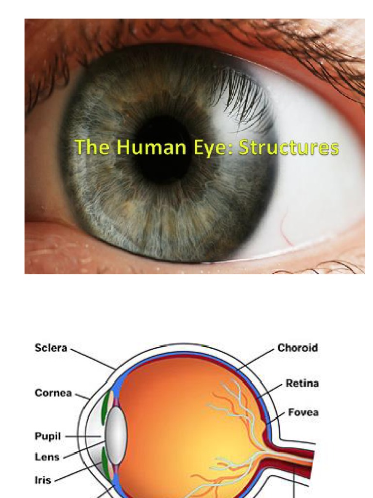 The Human Eye PowerPoint | PDF | Human Eye | Lens (Optics)