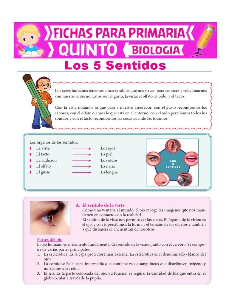 Los 5 Sentidos: Funciones y Órganos | PDF | Ojo humano | Percepción visual