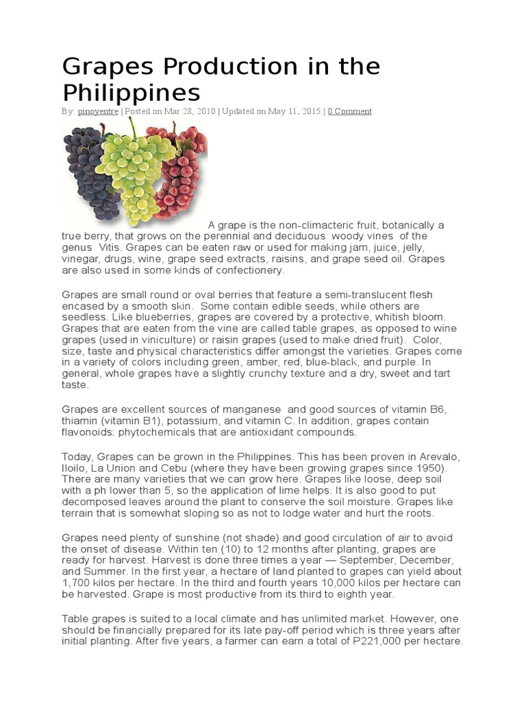 Grapes Production Guide in the Philippines | PDF | Grape | Vitis