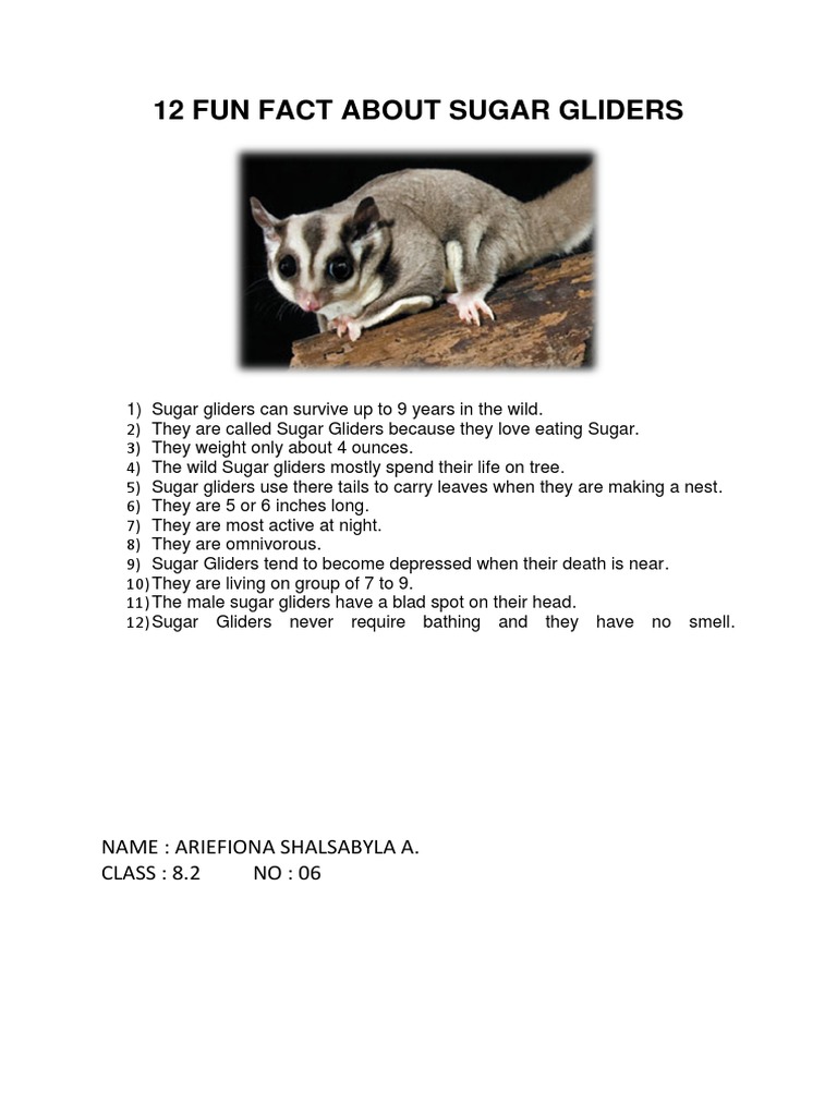 Fun Fact About Sugar Gliders | PDF | Nature