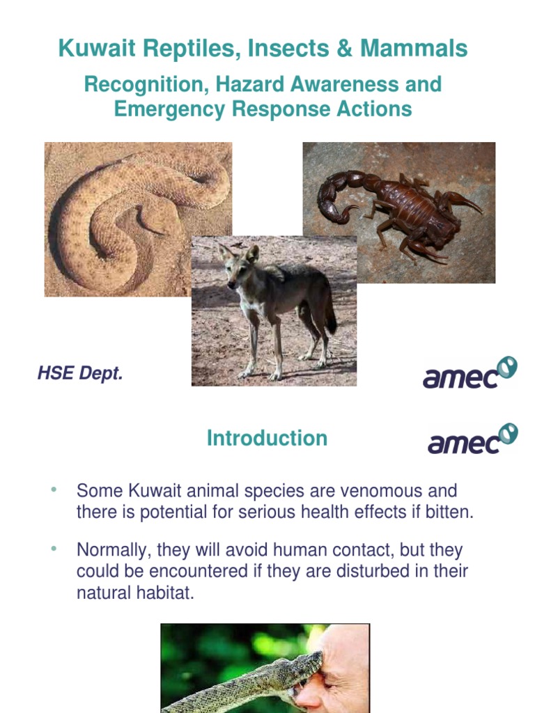Kuwait Reptiles Insects Mammals | PDF | Snake | Squamata