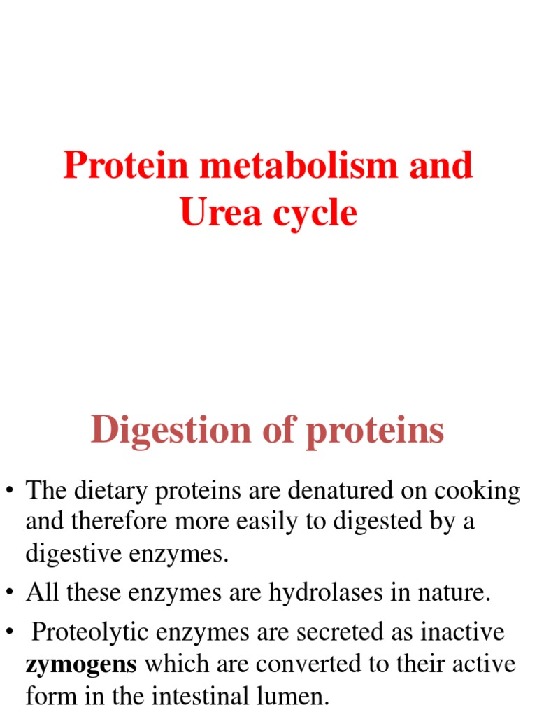 Protein Metabolism and Urea Cycle Overview | PDF | Trypsin | Structural ...