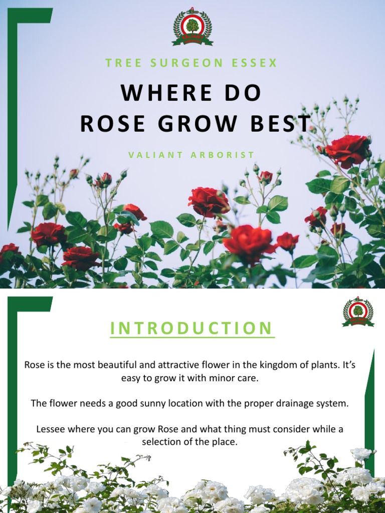 Best Locations for Growing Roses | PDF