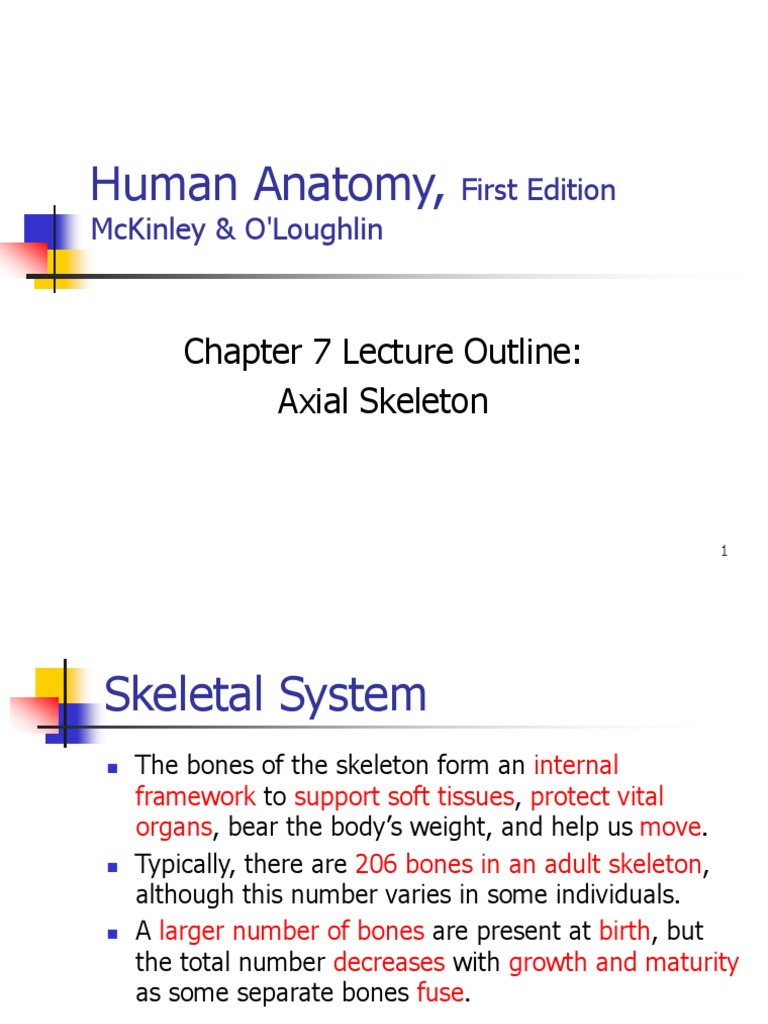 Ch07 Axial Skeleton | PDF | Vertebral Column | Skull