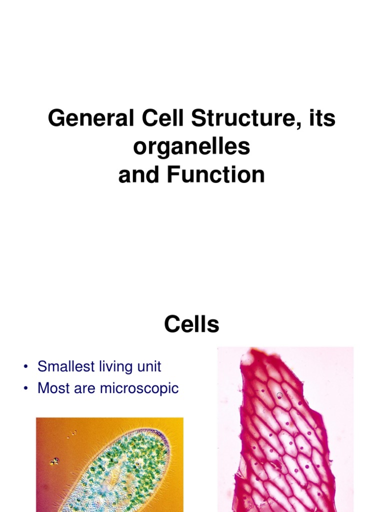 General Cell Structure, Its Organelles and Function | PDF | Cell ...