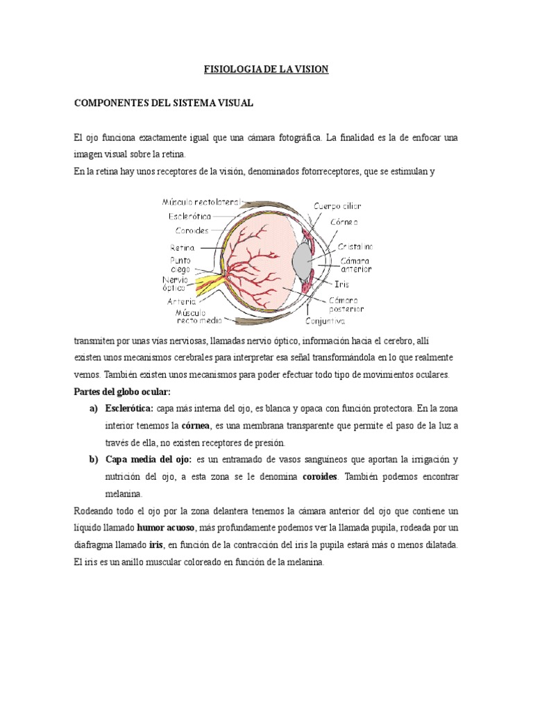 Fisiologia de La Vision | PDF | Ojo humano | Percepción visual