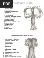 Aparato Reproductor Del Pato | PDF | Sistema reproductivo animal ...