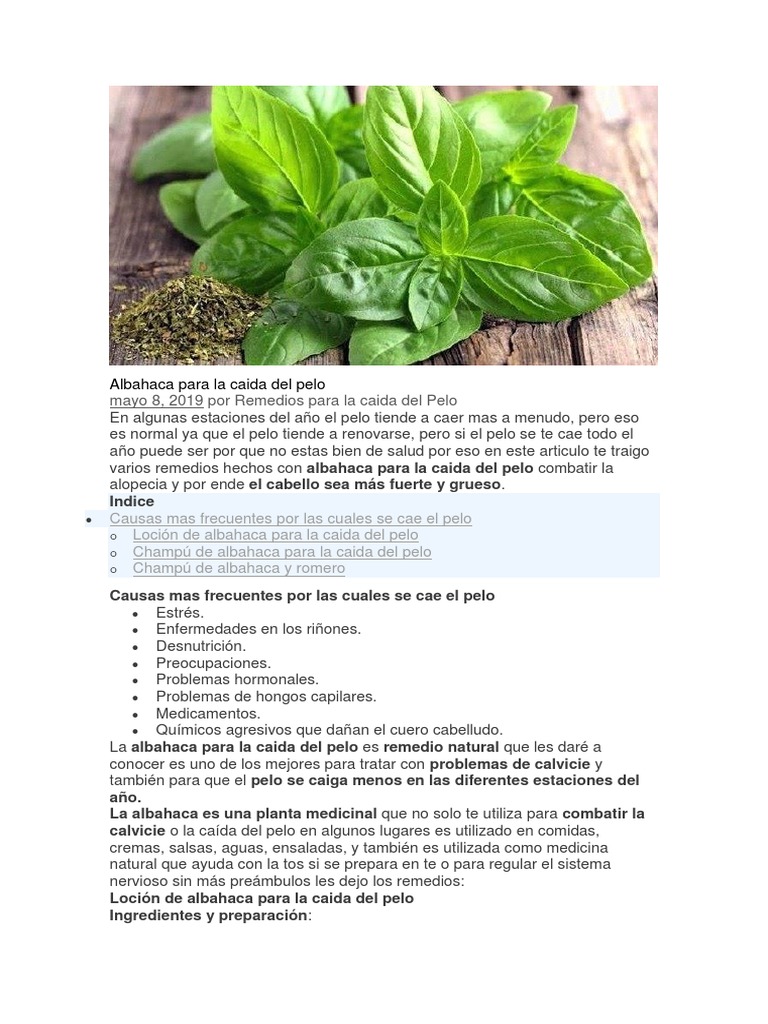 Albahaca para La Caida Del Pelo | PDF | Champú | Albahaca