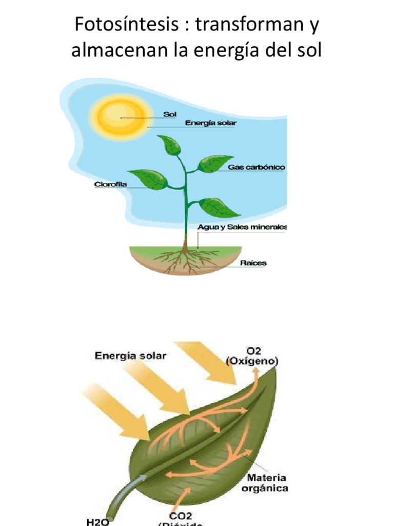 Power Point Factores Que Afectan Fotosíntesis | PDF