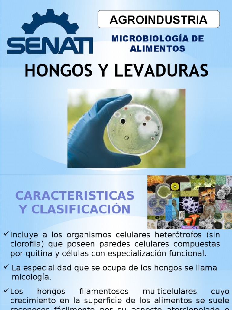 17 Hongos y Levaduras | PDF | Hongo | Organismos