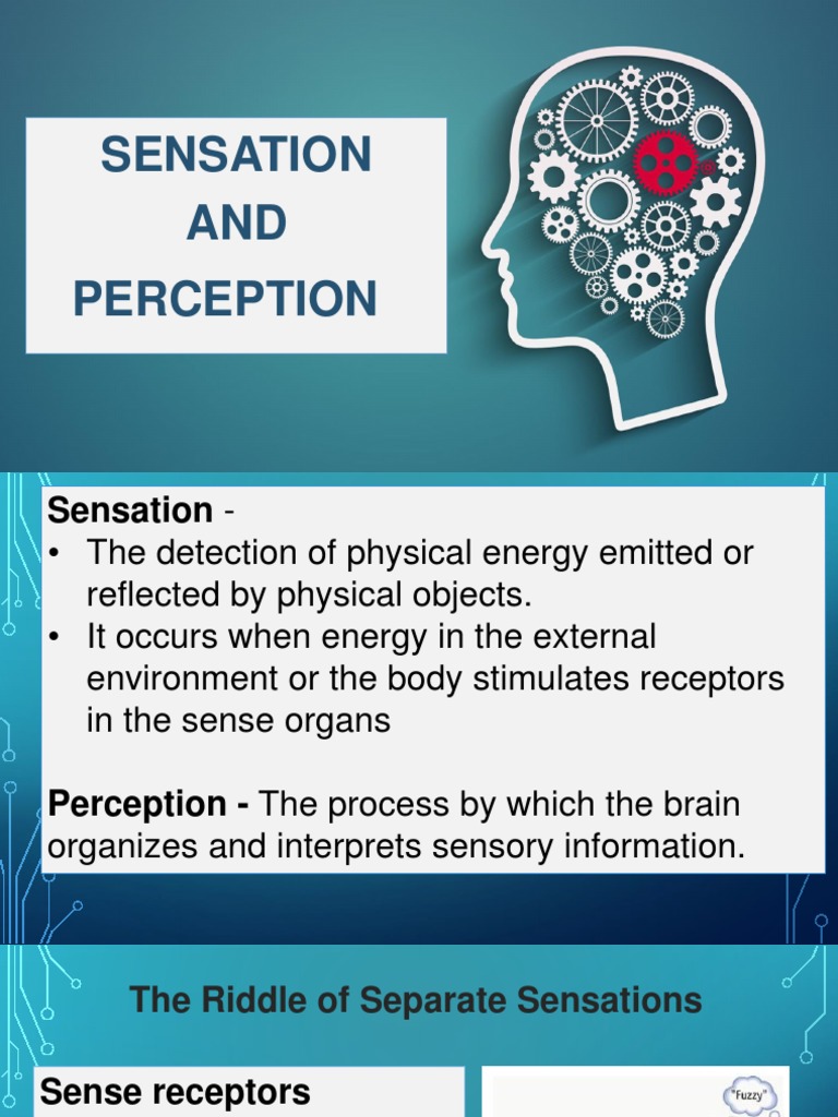 Sensation AND Perception | PDF | Senses | Perception