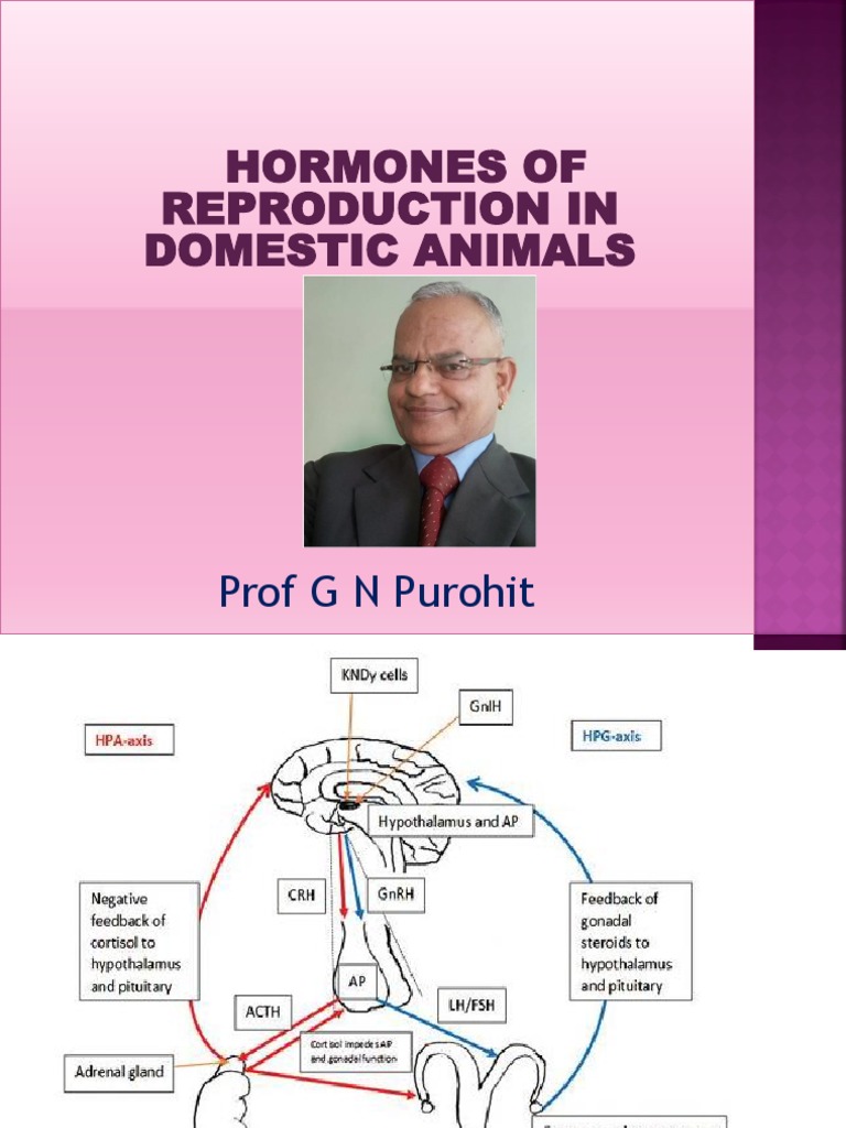 Lecture 2 Hormones of Reproduction in Domestic Animals | PDF ...