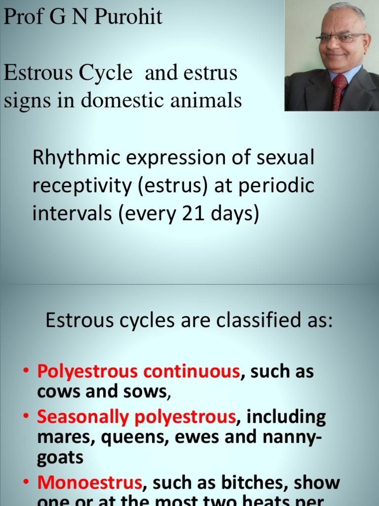 Estrous Cycle Overview in Domestic Animals | PDF | Sexual Reproduction ...