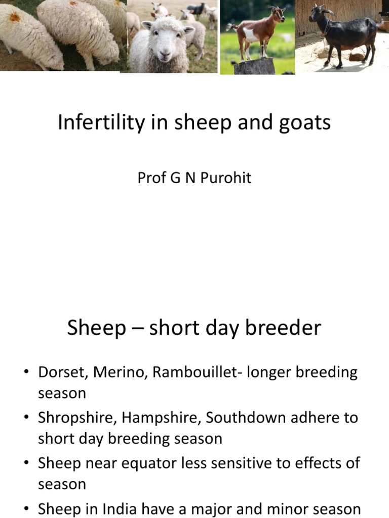 Lecture 15 Infertility in Sheep and Goats | PDF | Sheep | Miscarriage