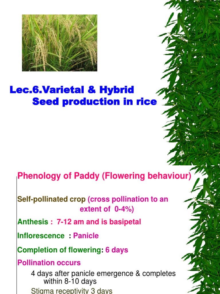 Lec.6.Varietal & Hybrid Seed Production in Rice | PDF | Pollination ...