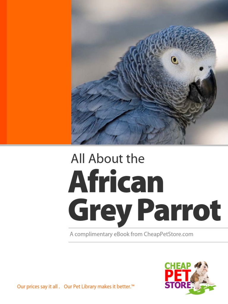 All About The: African Grey Parrot | PDF | Parrot | Beak