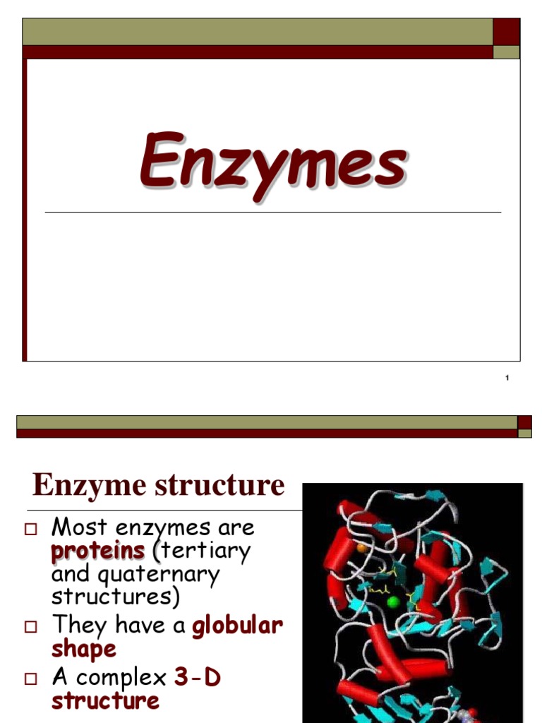 Enzymes | PDF | Active Site | Enzyme