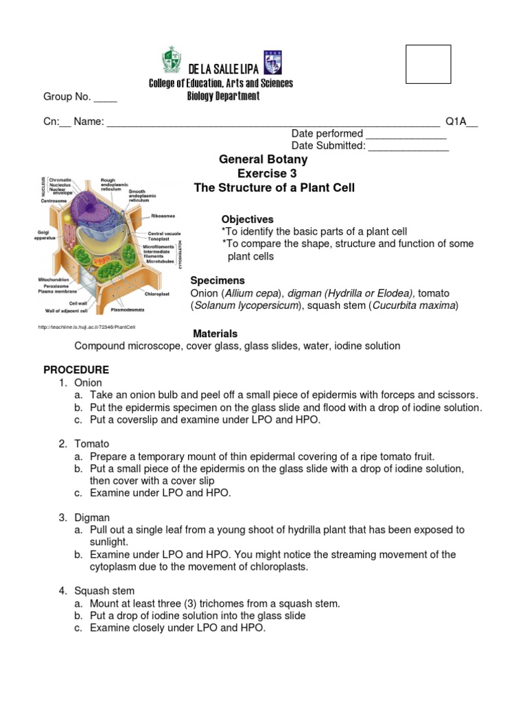 Activity 3 Structure of A Plant Cell | PDF | Onion | Leaf