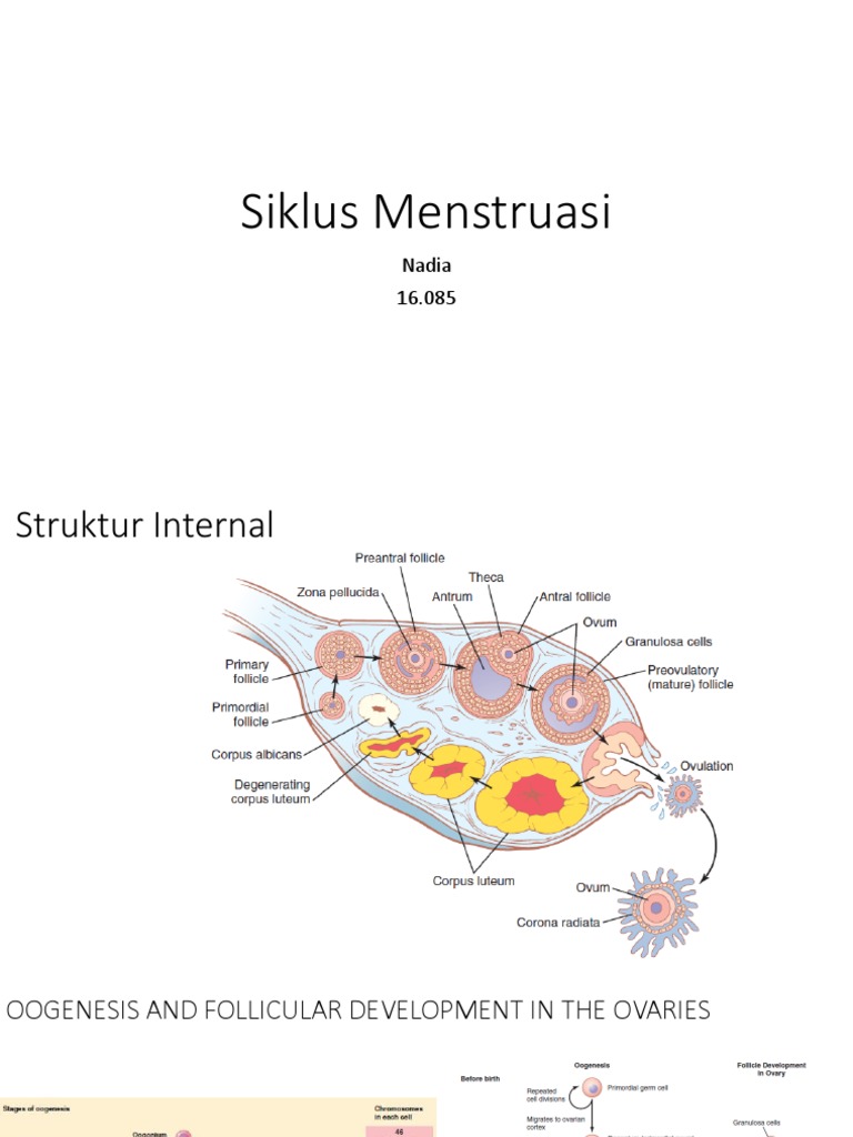 Siklus Menstruasi | PDF | Self-Improvement | Wellness