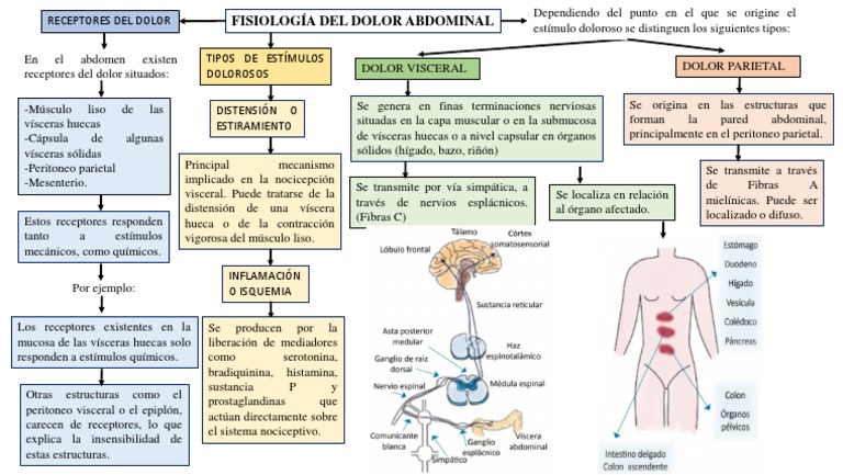Receptores del dolor abdominal y tipos de dolor visceral y parietal ...