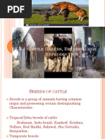 Swine Terminology | PDF | Pig | Livestock