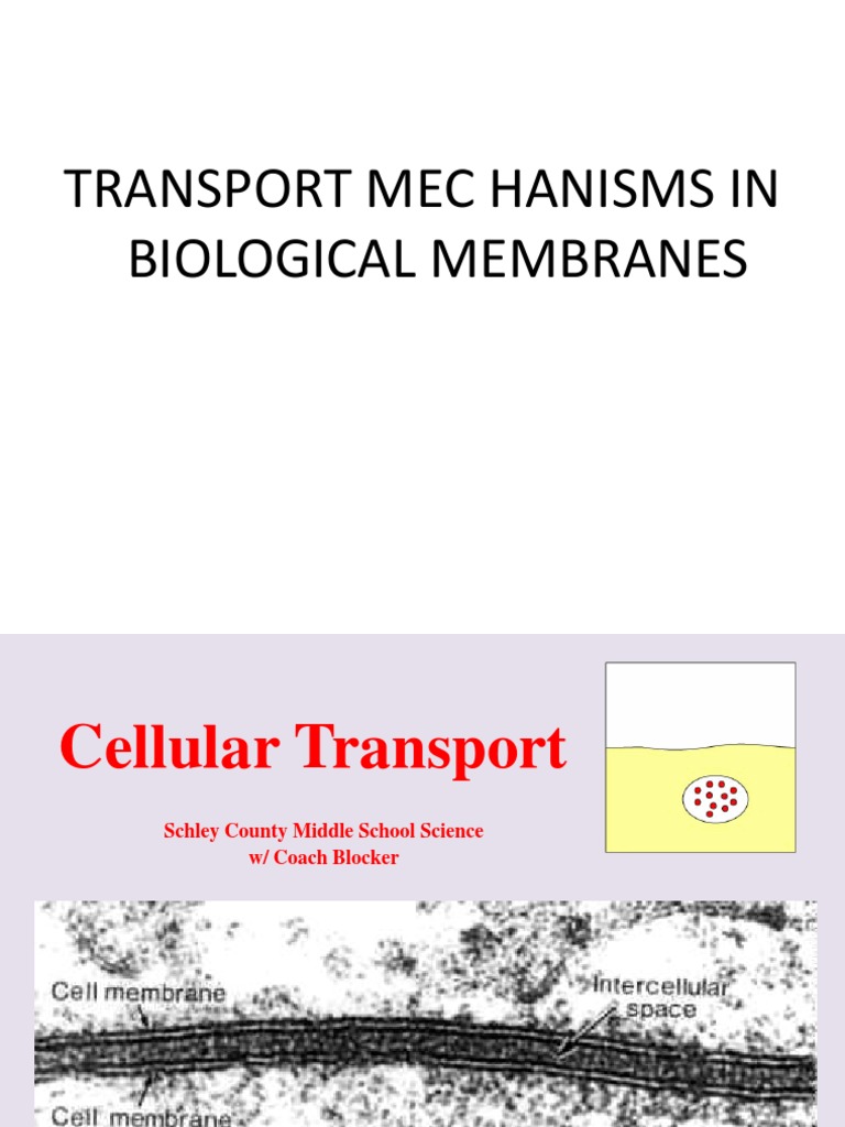 Membrane Transport Mechanisms Explained | PDF | Cell Membrane | Osmosis