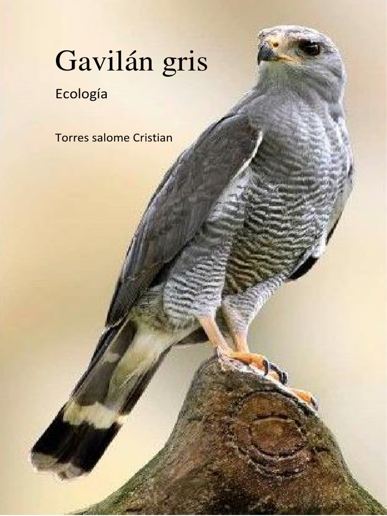 Gavilán Gris | PDF