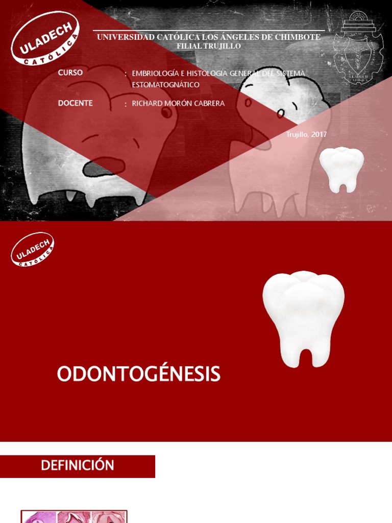 ODONTOGÉNESIS | PDF | Diente | Ramas de Odontología