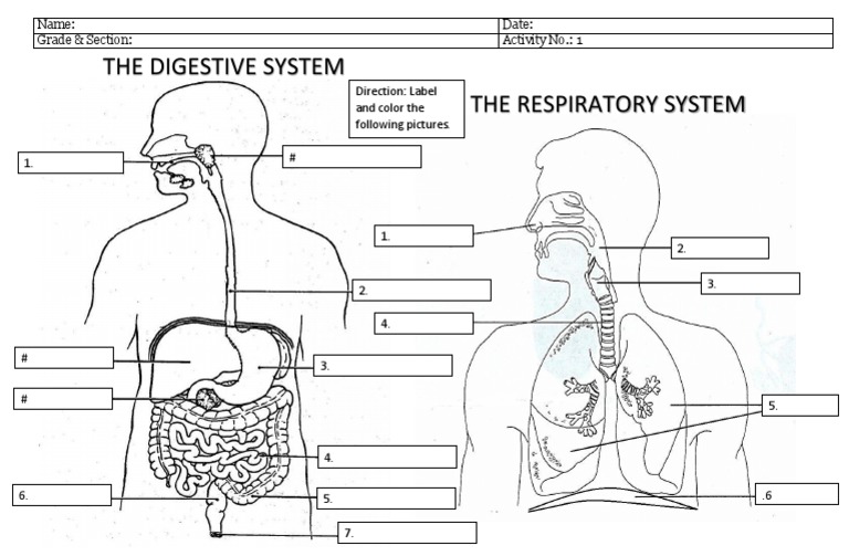 The Digestive System The Respiratory System: Name: Date: Grade ...