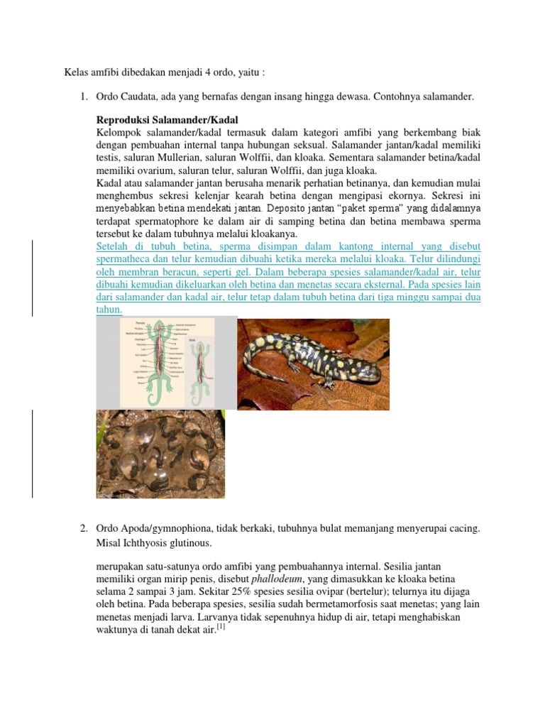 AMPHIBI | PDF