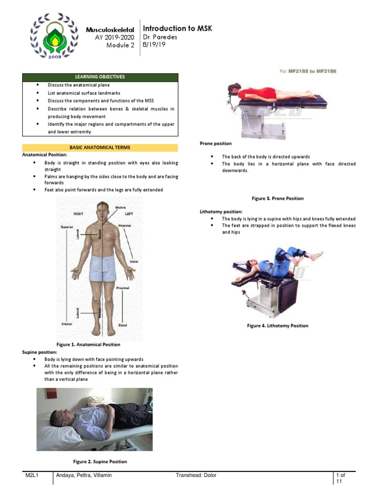 Lecture 1 PDF | PDF | Human Leg | Anatomical Terms Of Motion