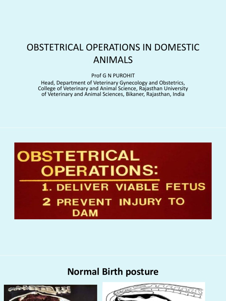 Vet Obst Lecture 9 Obstetrical Operations | PDF | Caesarean Section | Childbirth