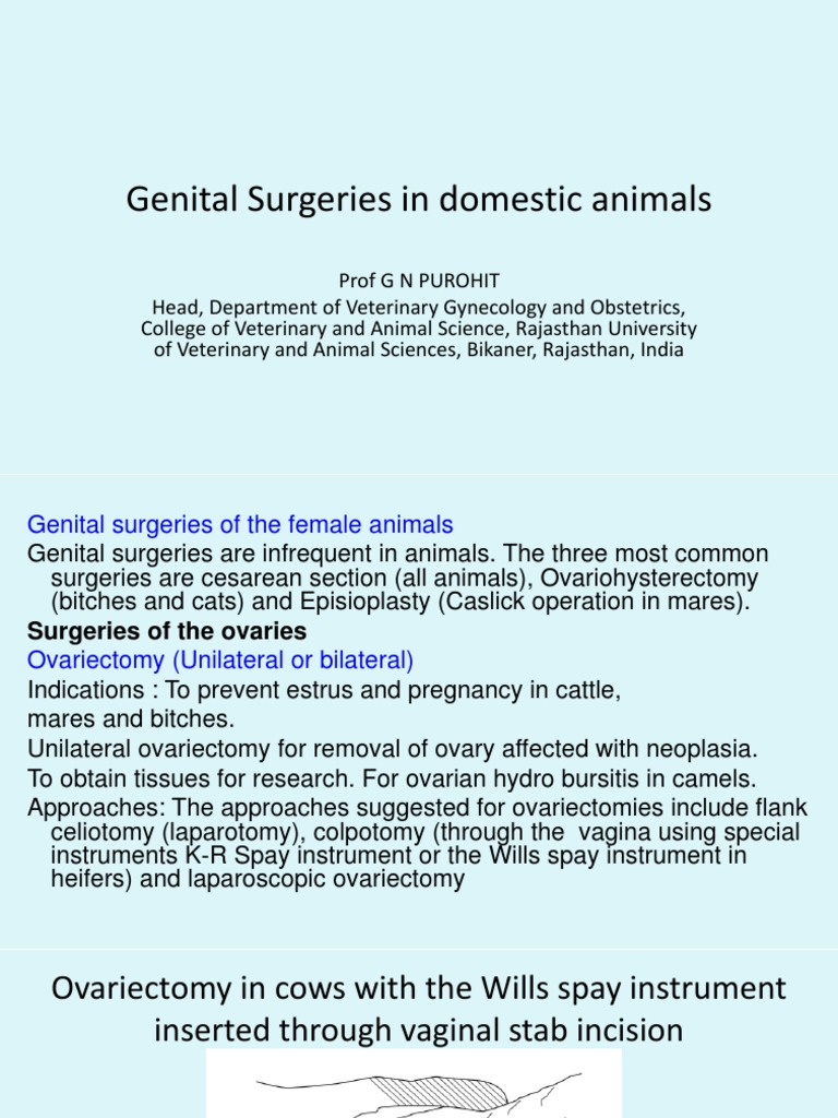 Vet Obst Lecture 11 Genital Surgeries in Domestic Animals | PDF ...