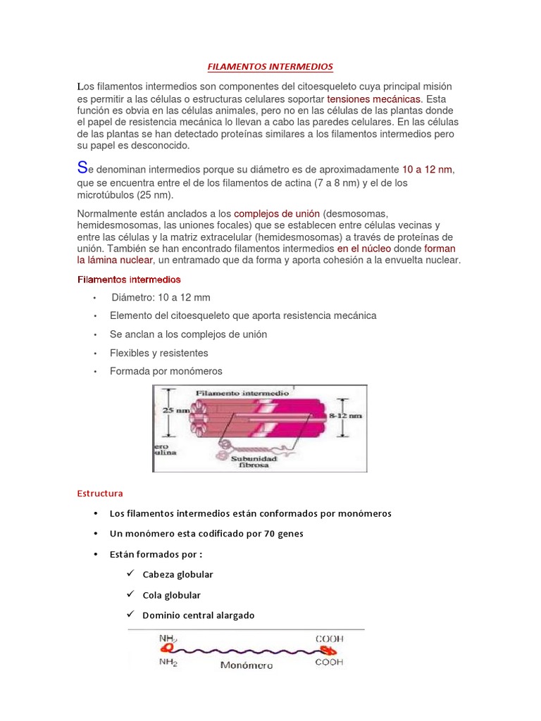 Filamentos Intermedios | PDF | Citoesqueleto | Biología Celular)