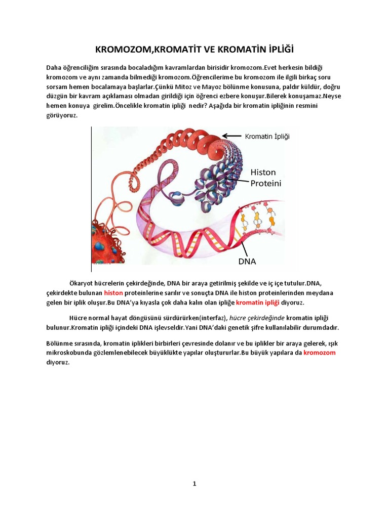 Kromozom Kromatit Kromatin | PDF