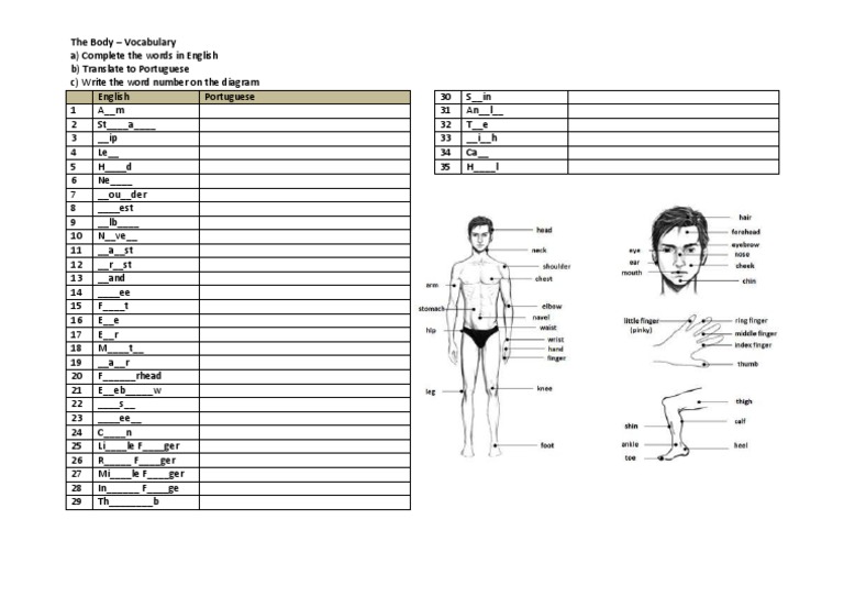 The Body Vocabulary | PDF