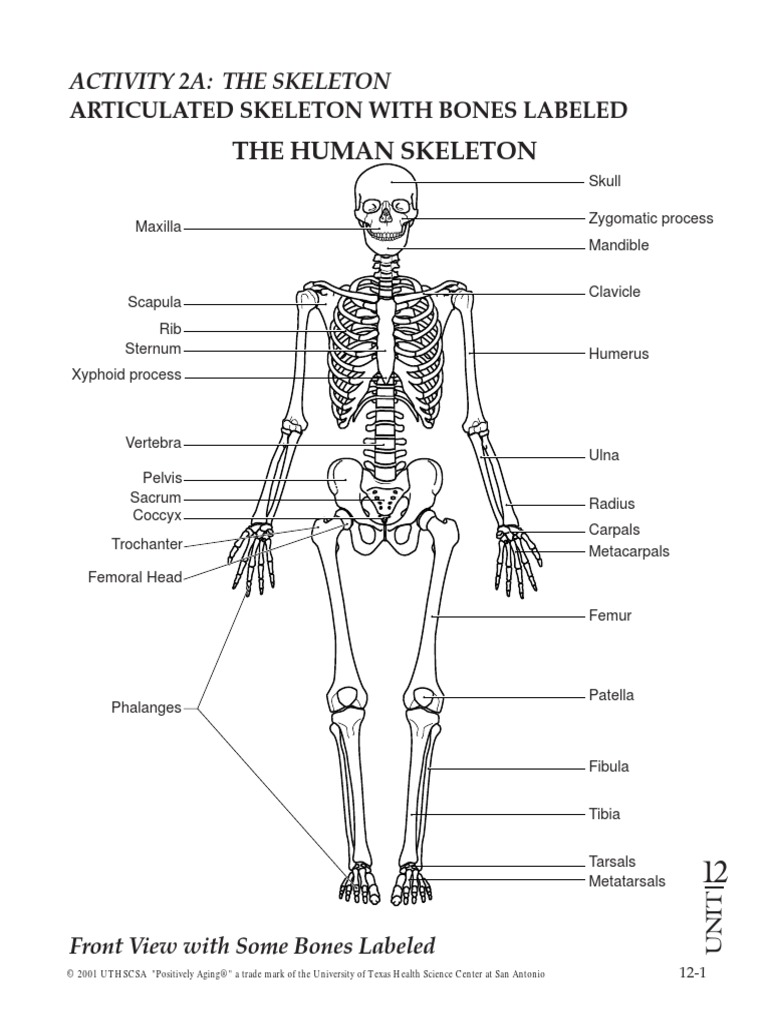 Bones Teacher Skeleton With Bones Labeled 2A | PDF