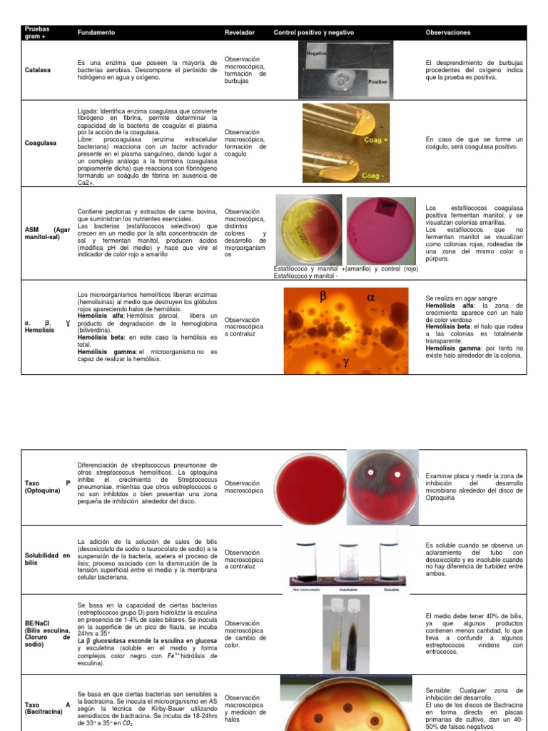 Pruebas Bioquímicas | PDF | Coagulación | Las bacterias