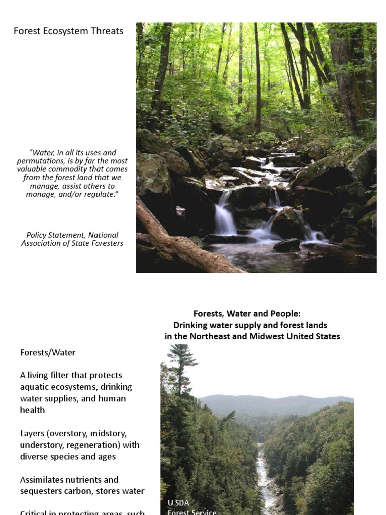 Invasive Insects Threaten Forest Ecosystems | PDF | Insecticide | Insects