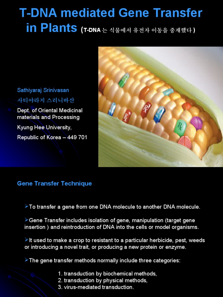 T-DNA Mediated Gene Transfer in Plants | PDF | Genetically Modified ...