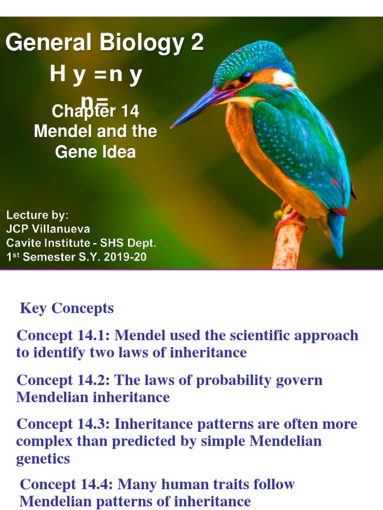 Chapter 14 Mendel and The Gene Idea | PDF | Dominance (Genetics) | Zygosity