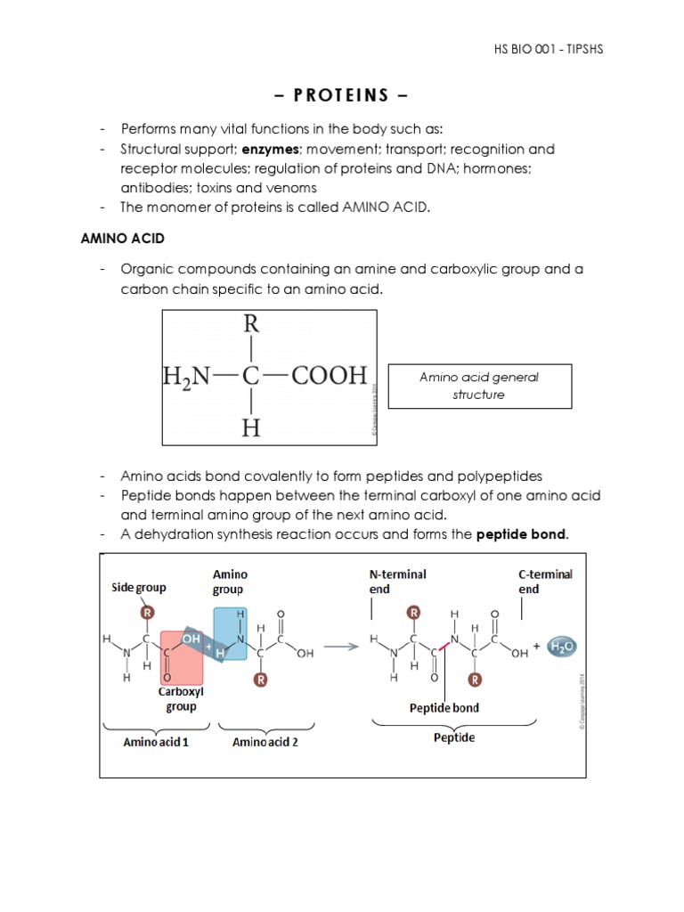 Proteins - : Amino Acid | PDF | Denaturation (Biochemistry) | Protein ...