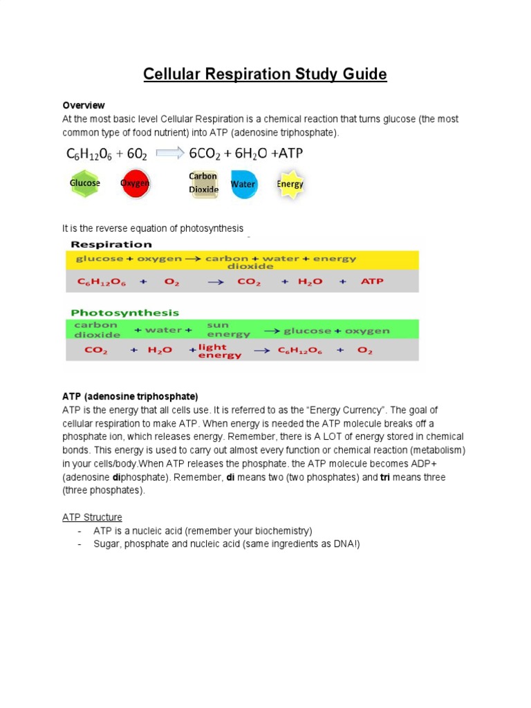 Biology Study Guide | PDF | Cellular Respiration | Citric Acid Cycle