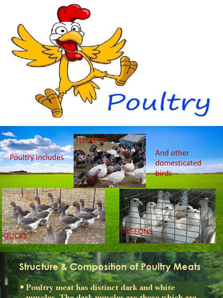 Poultry | PDF | Chicken | Poultry