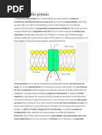 Función y Mecanismo de Bombas de Calcio | PDF | Calcio | Membrana celular