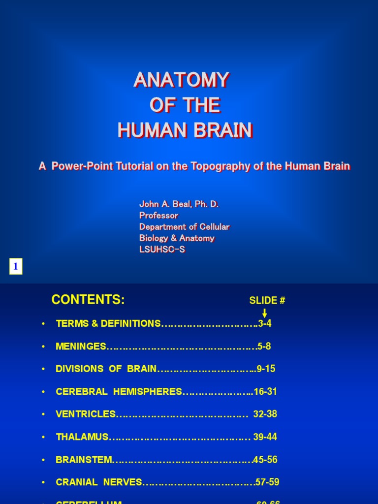 Anatomy of Brain Tutorial - John A. Beal | PDF | Brainstem | Cerebrum