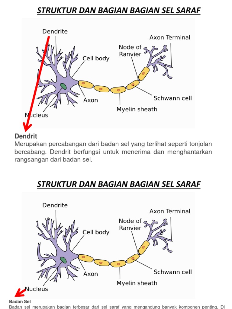 Struktur Saraf | PDF