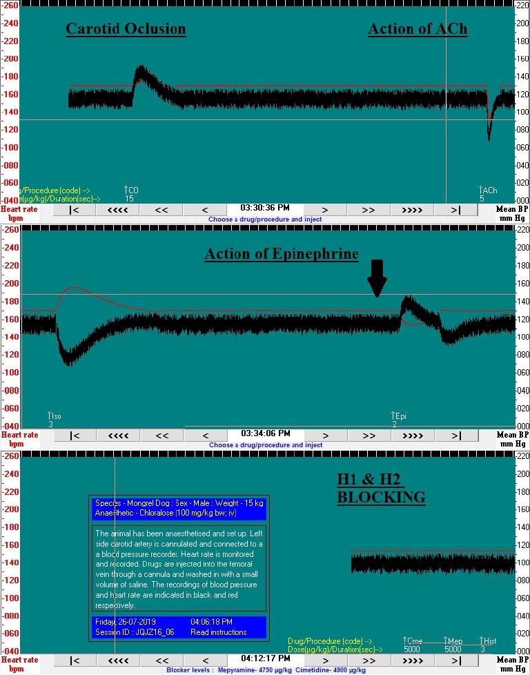 Pharma CAL Lab Dog BP Expt. | PDF | Acetylcholine | Blood Pressure